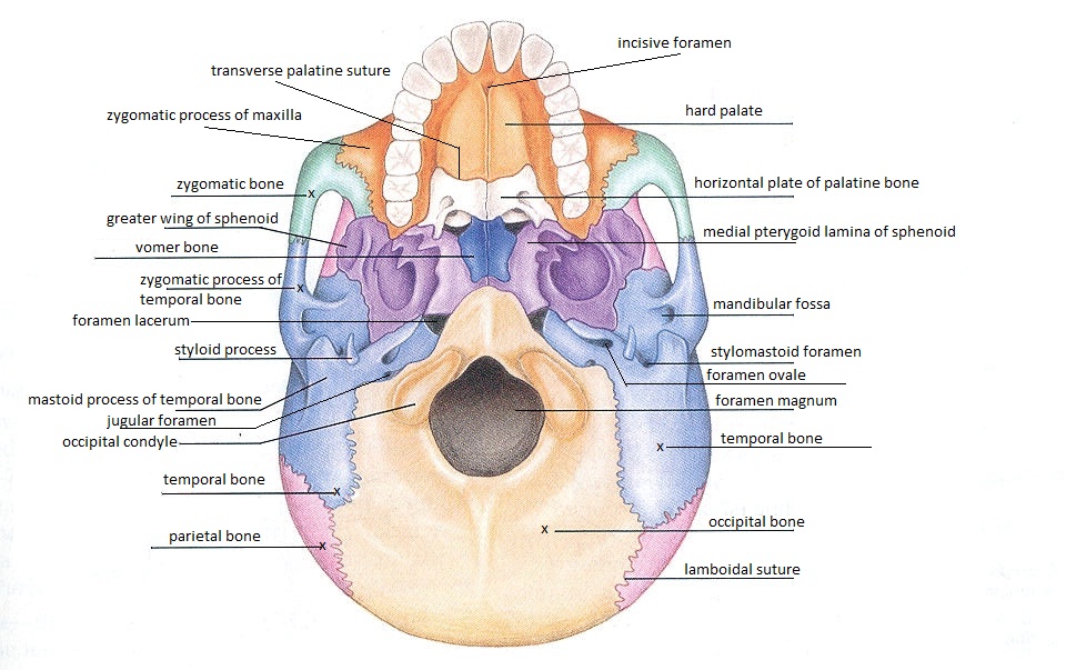 Back Of Skull Labeled
